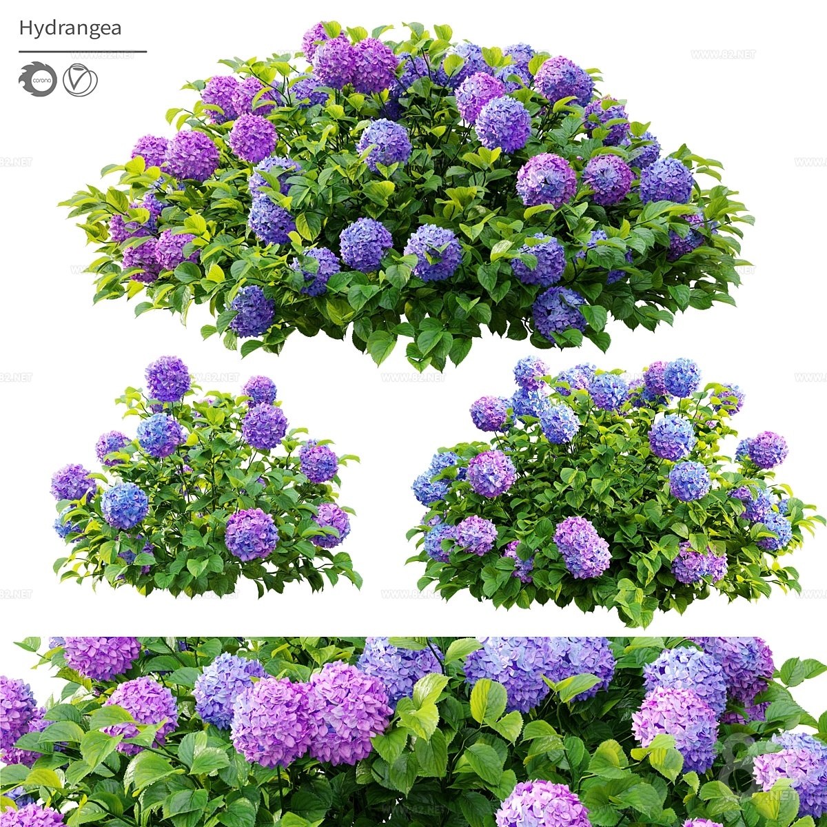 Hydrangea download | 3Ds Max(.max) - 82Models