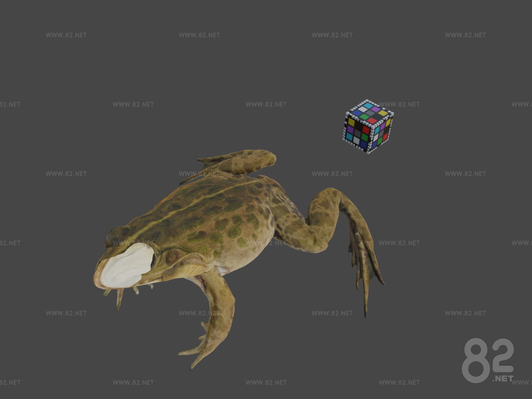 CC0 Nagoya Damo Frog?♂Damo pond frog download | 3Ds Max(.max) - 82Models