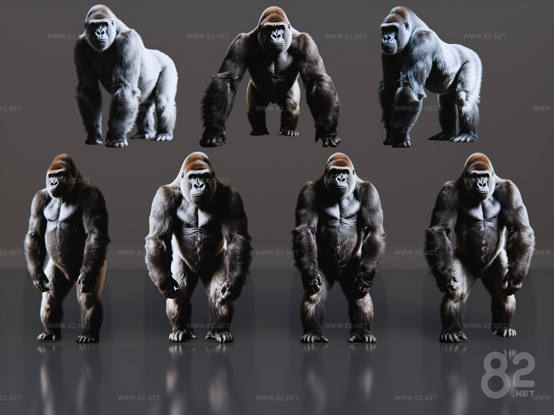 2D Animal Silverback Gorilla Zoo Wildlife Animal World Wild Animals ...